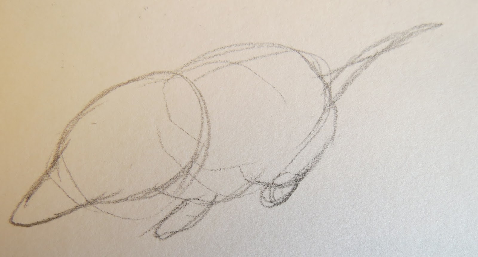 The Autistic Naturalist: How To Draw: Small Mammals