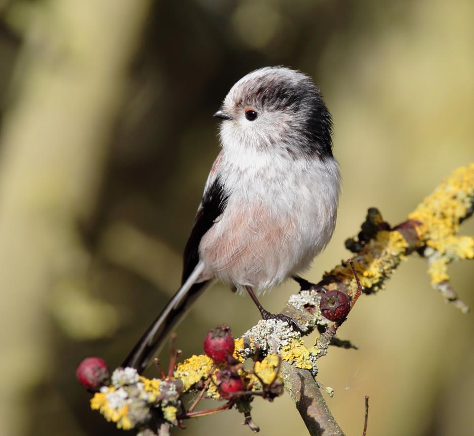 Hilly Fields Birdwatch: November Bird Survey
