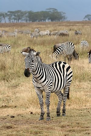 The Plural Of Hyena: Things I Find Fascinating #3: Zebras And The ...