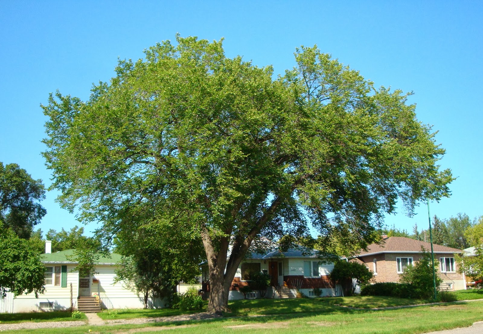 Ladybug Arborists: My Elm Tree Looks Black and Sooty
