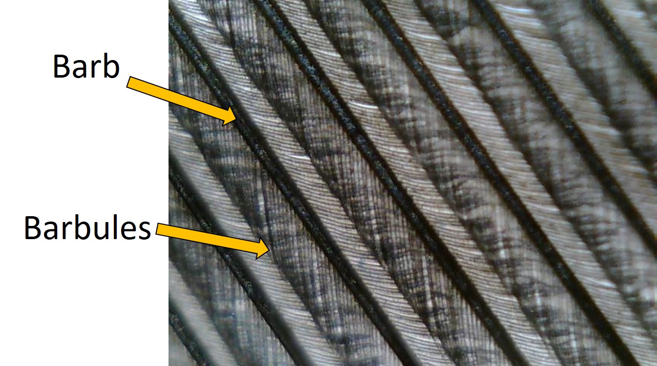 Isabella Conservation District Environmental Education Program: The ...