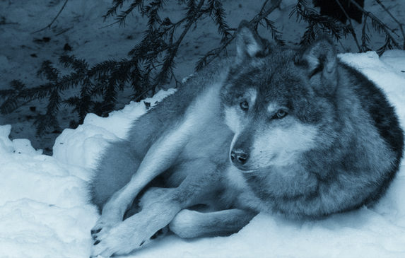 STOP WOLF HUNTS: WOLF PETITIONS