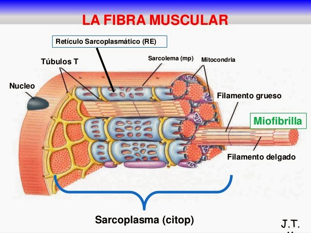 Ciencias de Joseleg: 1 EL MÚSCULO ANIMAL COMO ORGANELO Y COMO CÉLULA