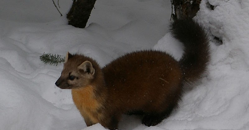 Extirpated Animals of PEI