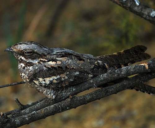 European nightjar | Birds of India | Bird World