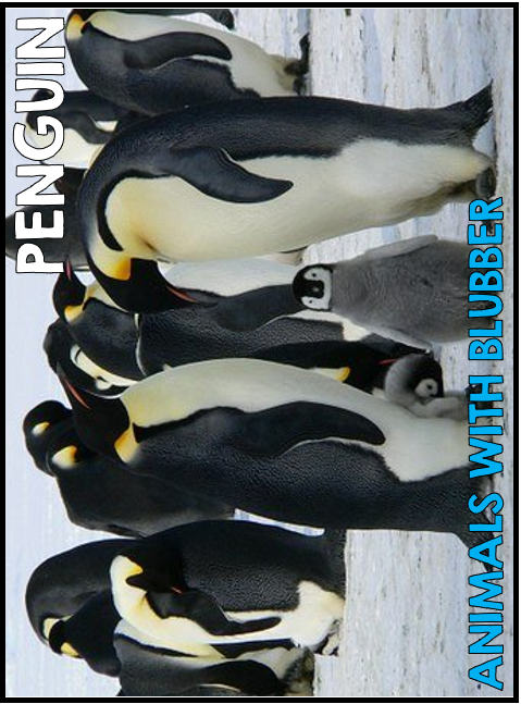 Creative Classroom Core: Animal Adaptations: Blubber