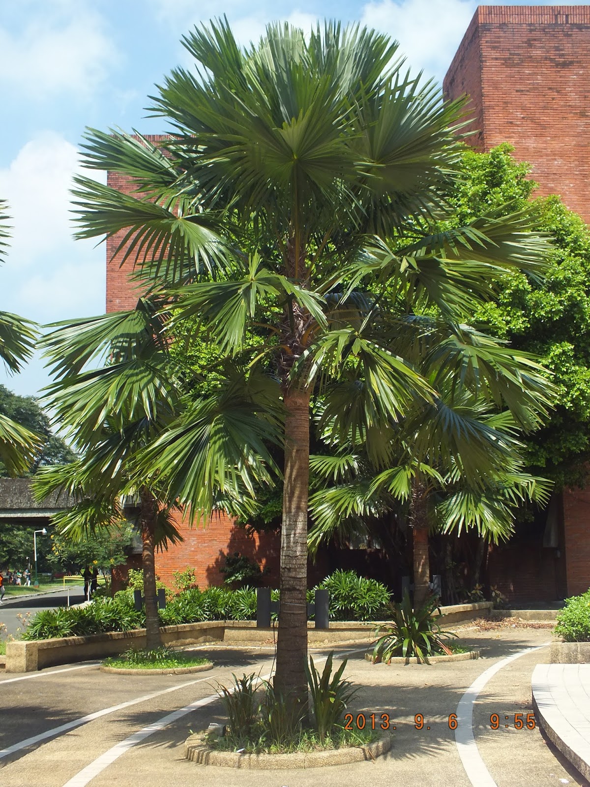 Photography with Dr. Ernie.: native trees: the Anahaw, Levistonia ...