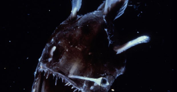 ARMAZÉM DE TEXTO: TEXTO: CIENTISTAS FILMAM PELA PRIMEIRA VEZ O PEIXE ...