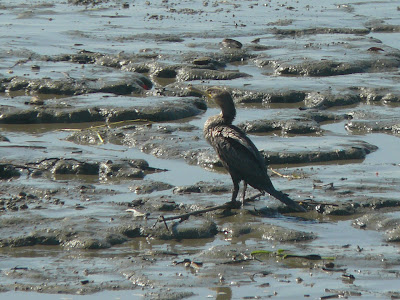 Jan Axel's Blog: The "Paticuervo"