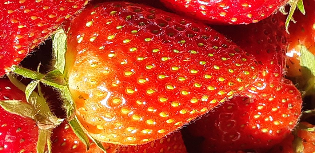 Towerwater Aan De Breede: Strawberries and the garden of earthly delights