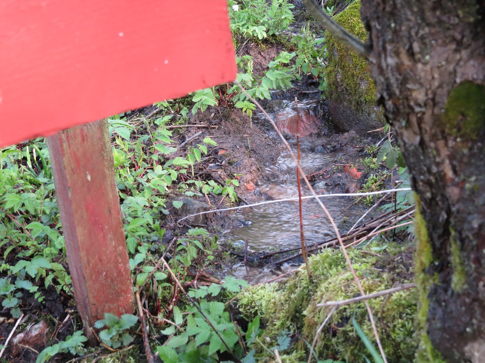 I en by på landet: Att anlägga en sumpmark