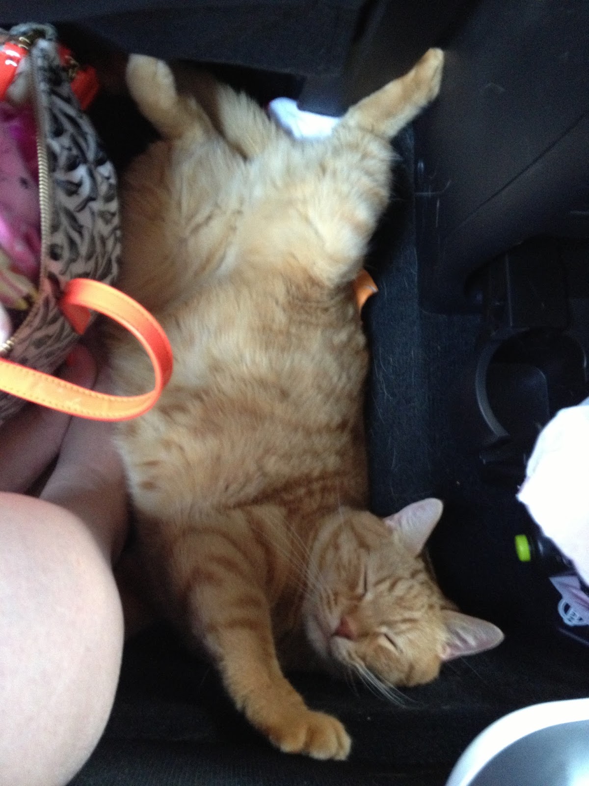 Polka-Dotty Place: Road Tripping with CATS