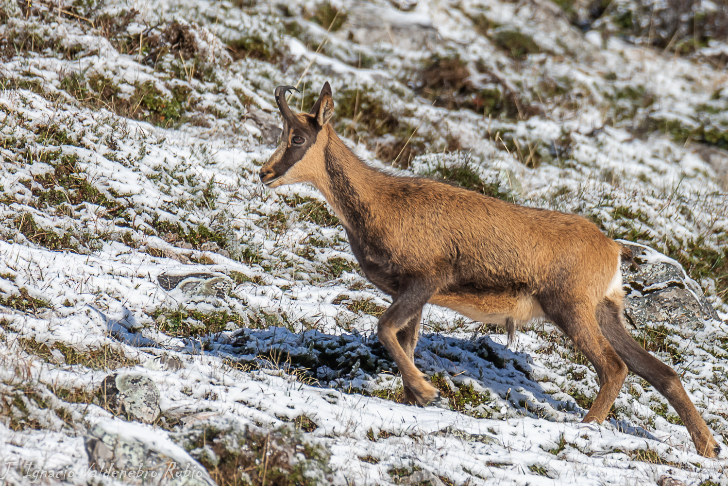 DocNatureBlog: Pasando de la pluma al pelo con el animal más ...