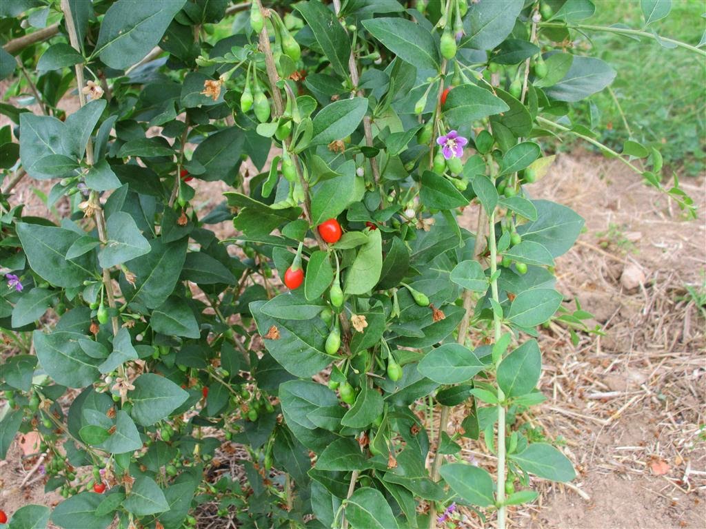 Goji jagode