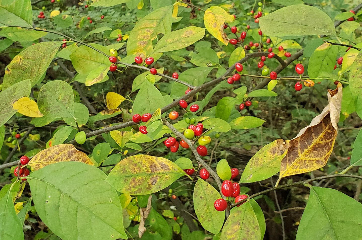 66 Square Feet (Plus): Winter cocktails