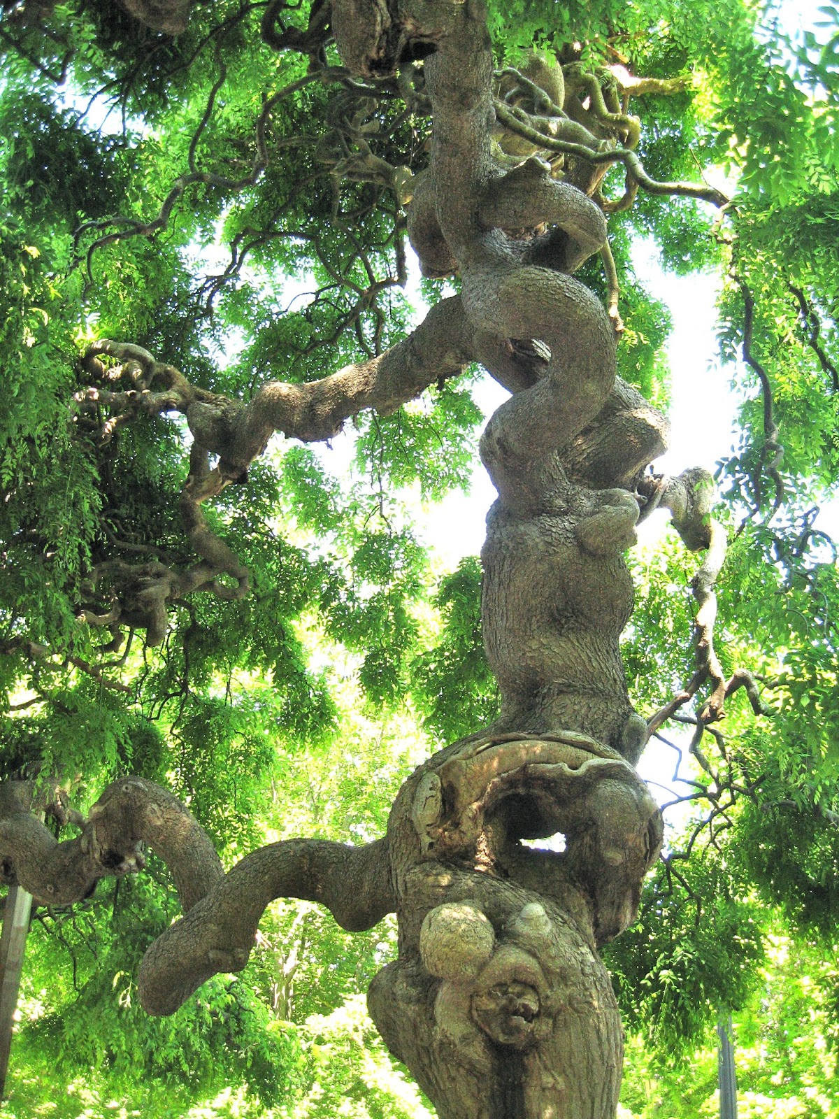 VENERABLES ÁRBOLES : La sófora de la Taconera - Pamplona