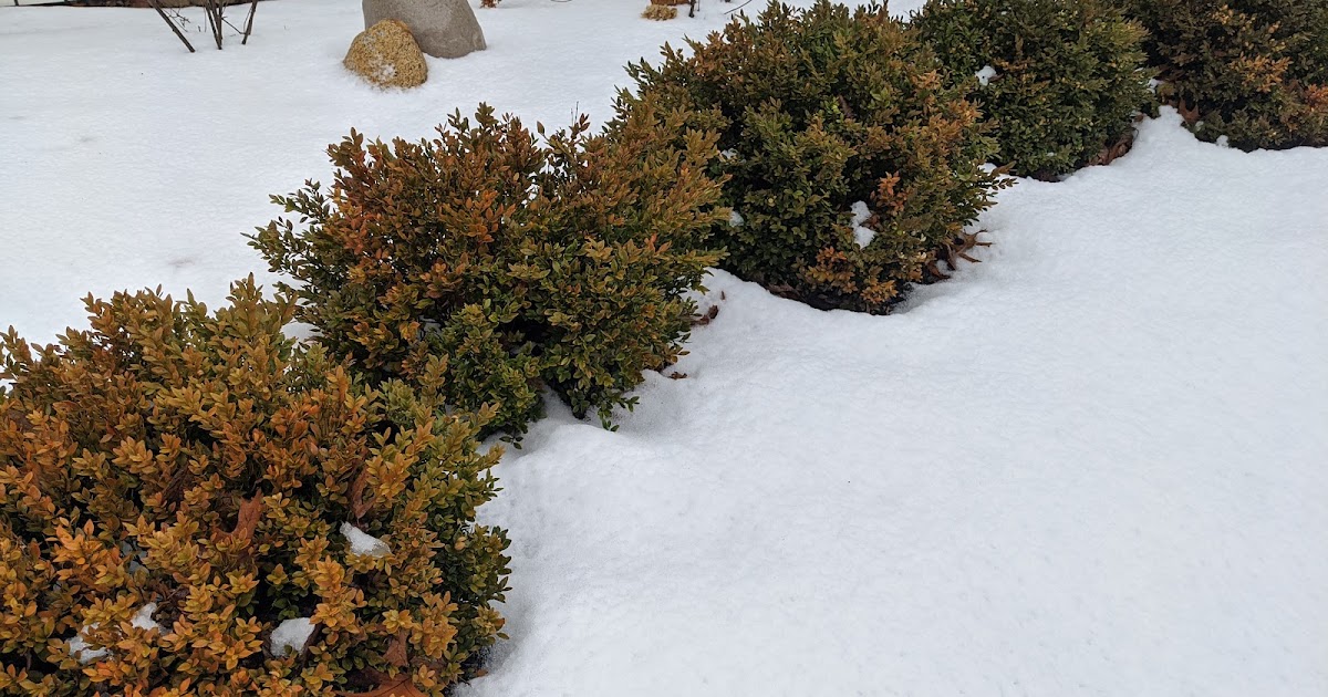 Front Yard Boxwoods - Winter Check-in (February 2020)