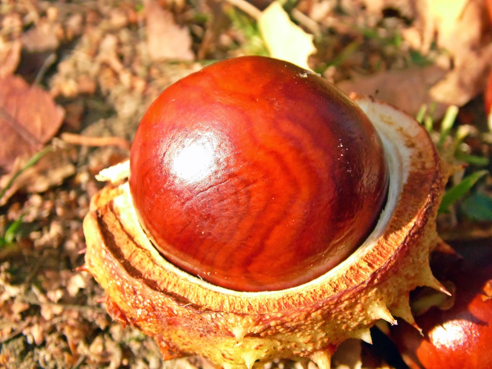 Random Jottings: Conkers