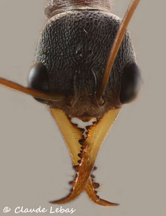 Fourmis d'Australie: fourmis d'Australie