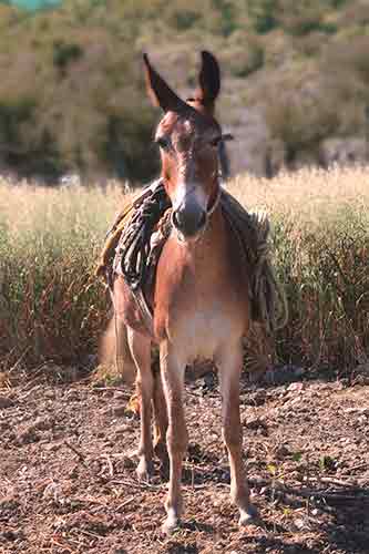 cadalso vive: el macho...