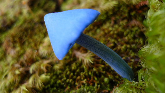 Una Ventana al Mundo: El hongo Cielo Azul