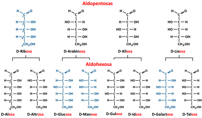 blog-bioquimica: Carbohidratos