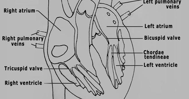 DRAW IT NEAT : How to draw Internal structure of mammalian Heart