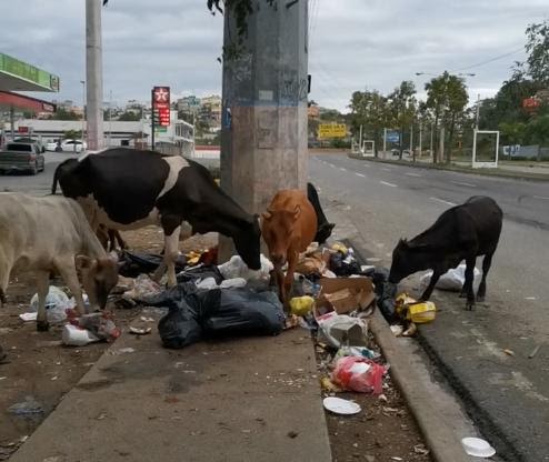 (Video) Animales realengos perturban la tranquilidad de los residentes ...