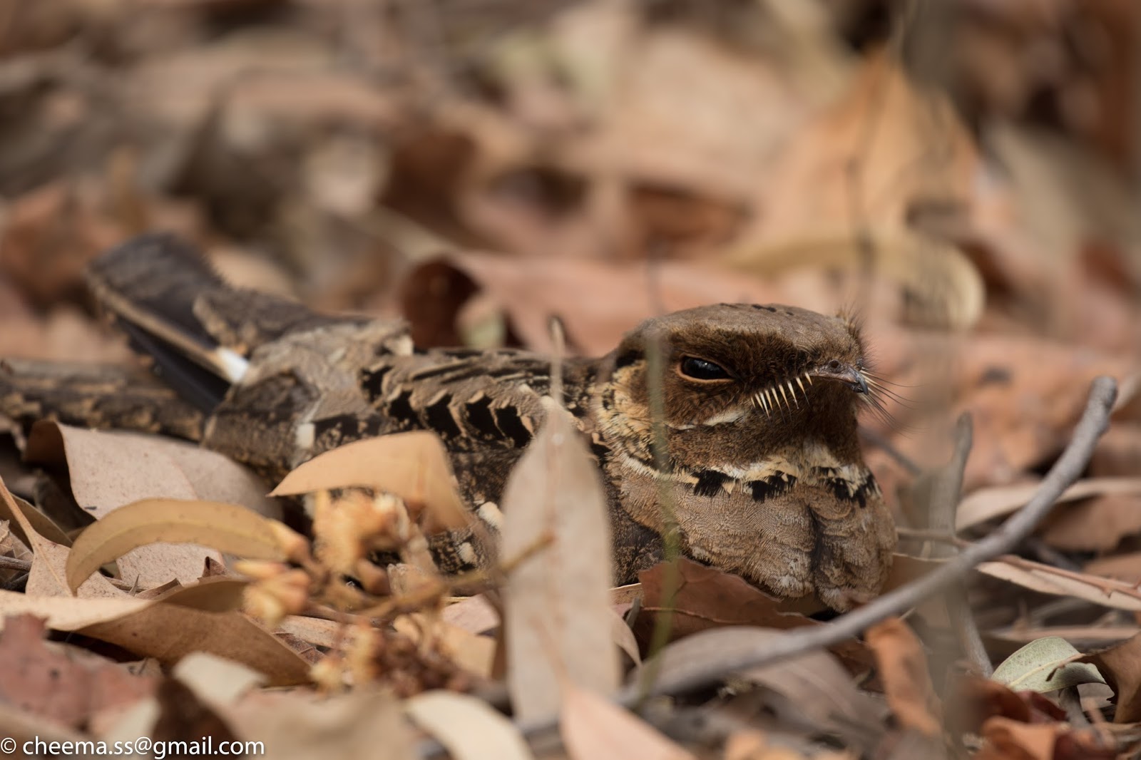 Birder's Blog...: A day hunting Nightjars...