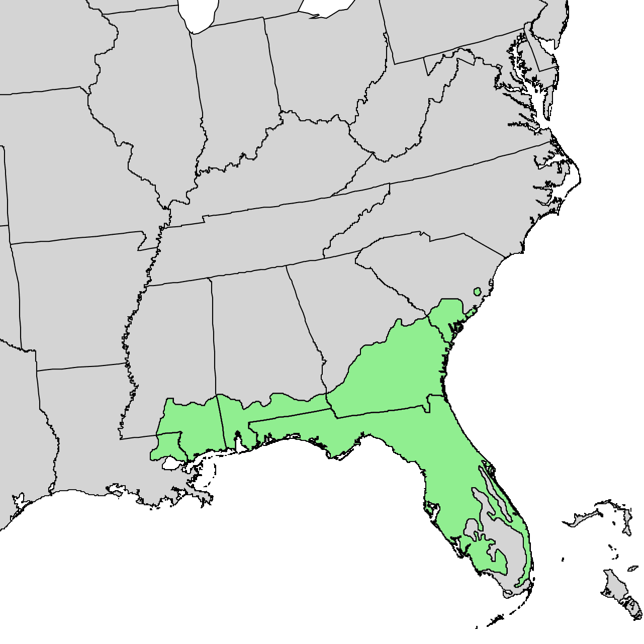 American voyages: Residents Of The Piney South: The Longleaf Pine
