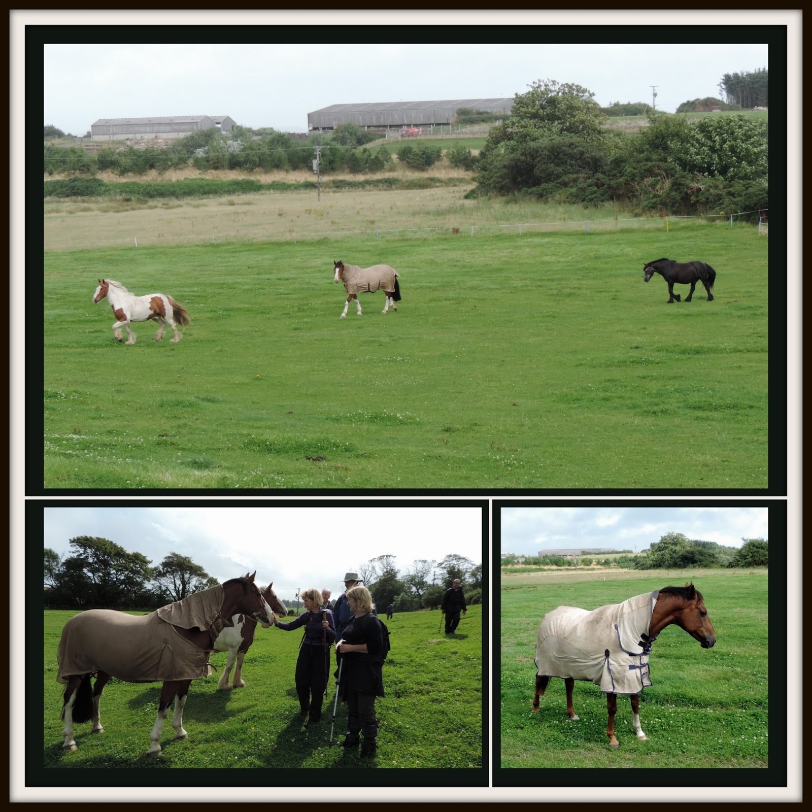 The Glebe Blog: Wigtownshire Ramblers Stoneykirk Circular August 2013