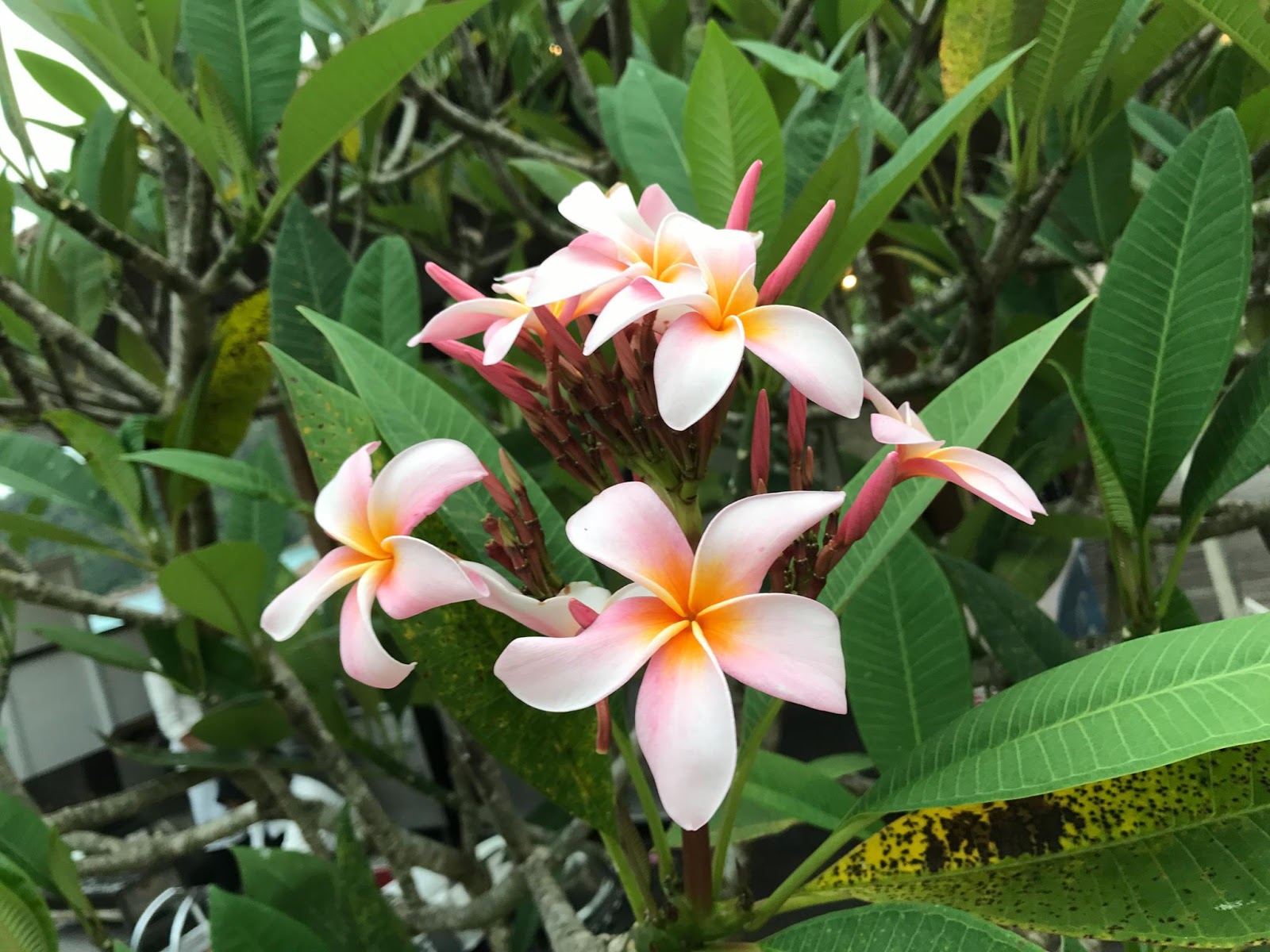 Septeto Bunga Tropis