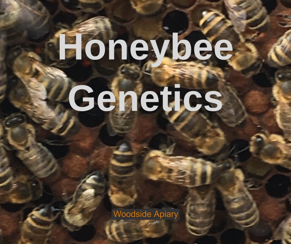 Woodside Apiary: April 2019