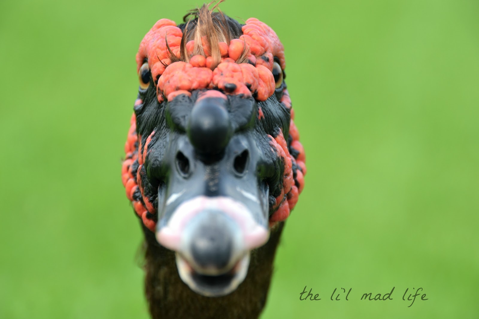 the li'l mad life: duckduck is hangry. always.