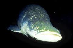 Contos e Lenda: A lenda do pirarucu