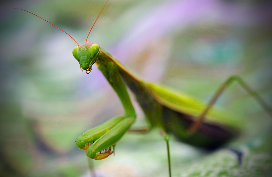 Goia Bogdan: Calugarita (Mantis religiosa)