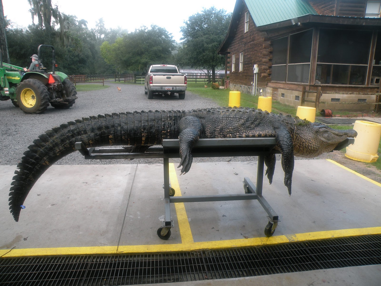 Cordray's: Lee Bobb's bull gator weighed 654 lbs. and was 12 feet 7 inches!