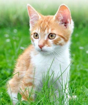 Idaho Veterinary Hospital: Protect Your Pets Against Cheatgrass