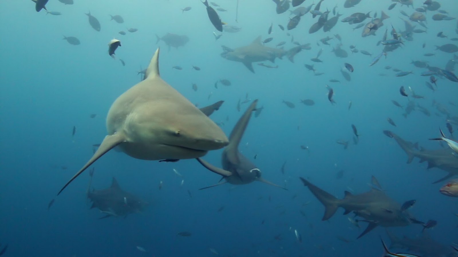 From the Office to the Ocean: "Of Shark and Man" - Progress Update