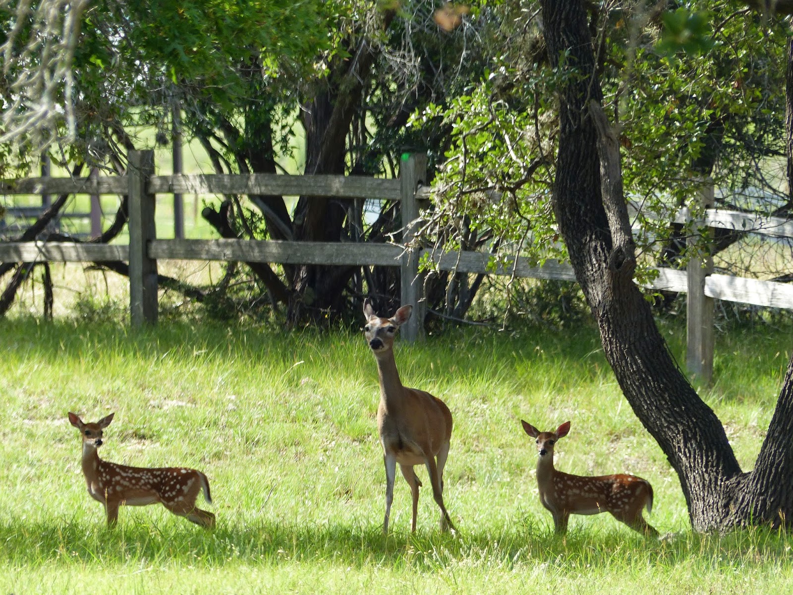 Land Cruising Adventure: Deer Week