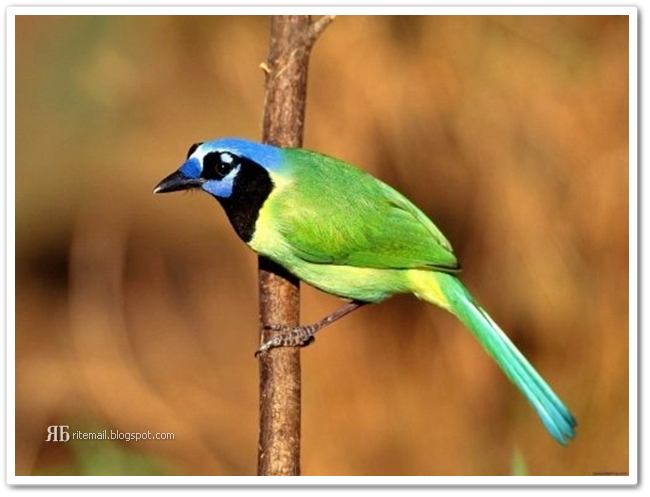 14 Awesome Gorgeous And Unusual Birds | Simply get it