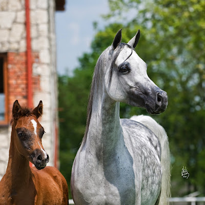 Konie i kucyki: Koń Arabski