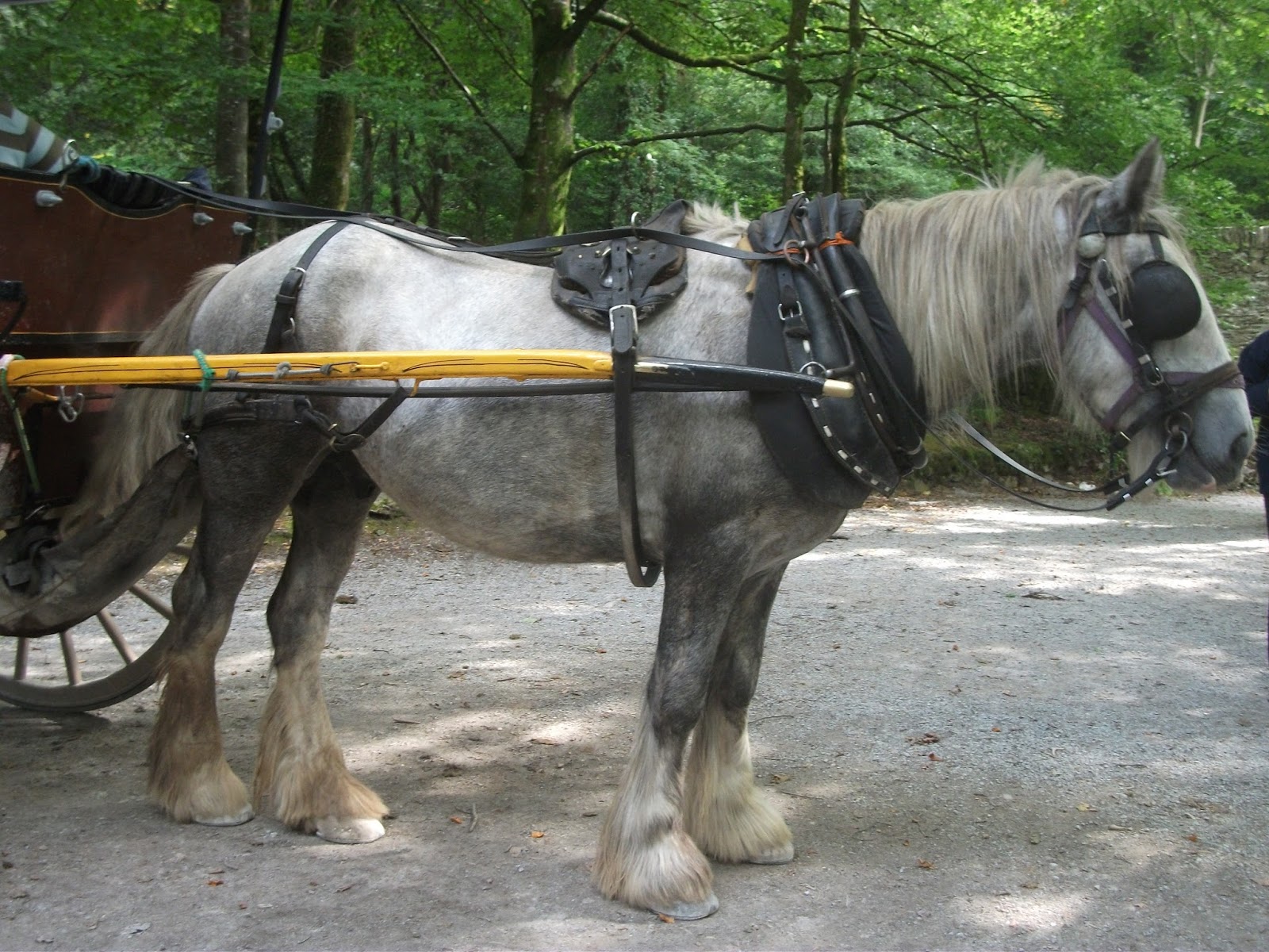 Chestnut Heartbeats: Docking Horses' Tails
