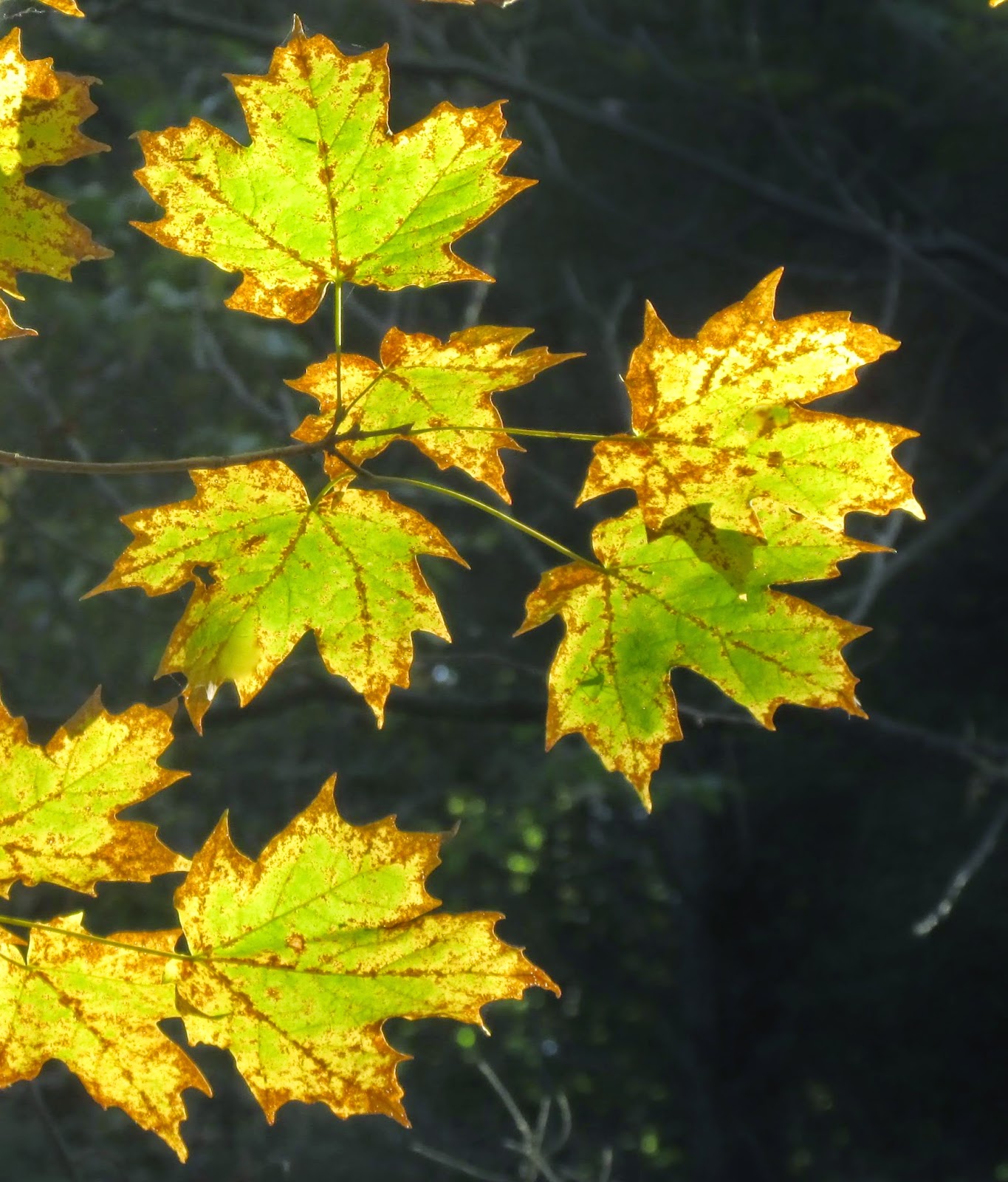 The Passionate Hiker: The Rideau Trail: Narrows Lock Road (08C) to ...