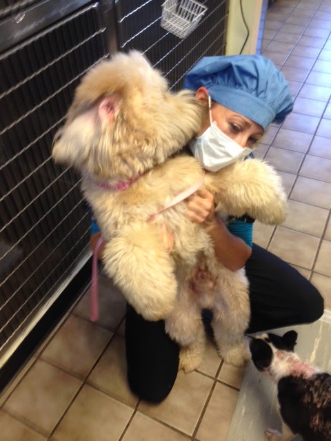 Diary of a Real-Life Veterinarian: Advice To New Vets. My Top 10.