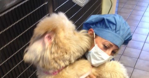Diary of a Real-Life Veterinarian: Advice To New Vets. My Top 10.