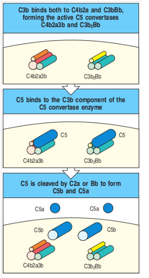 Alarminas: Respuesta inmune innata, respuesta inmune adaptativa y ...