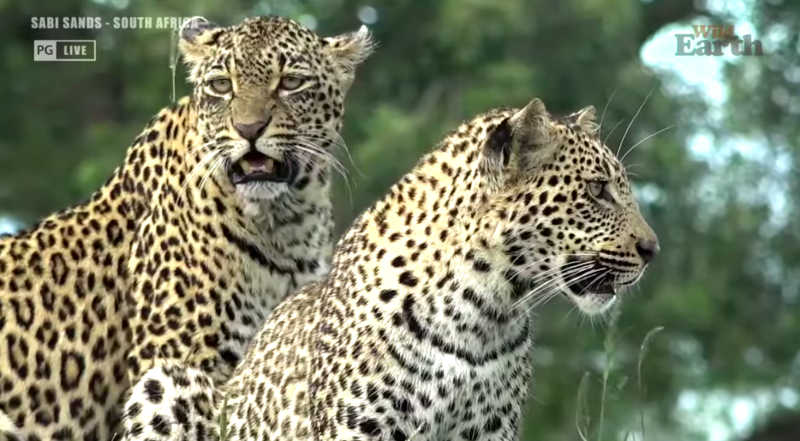 Safari Wild: Thandi female Leaopard and her Male Cub Maribye, Cara ...