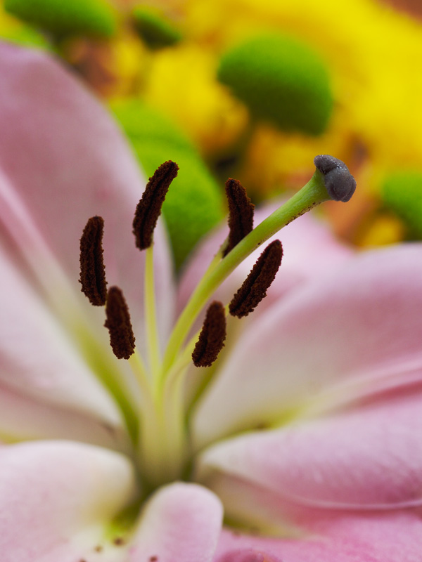 PhotoReflect: Shallow focus flowers