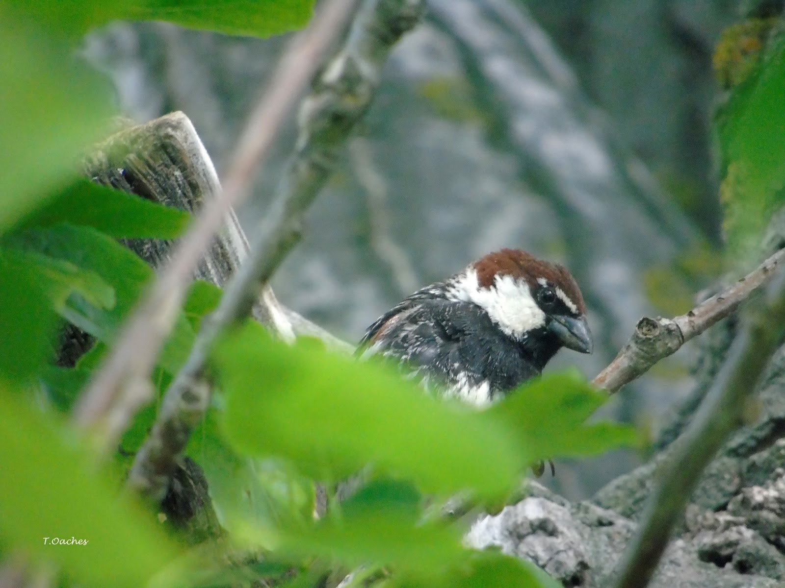 PASARI DIN ROMANIA: VRABIE NEGRICIOASA, Passer hispaniolensis